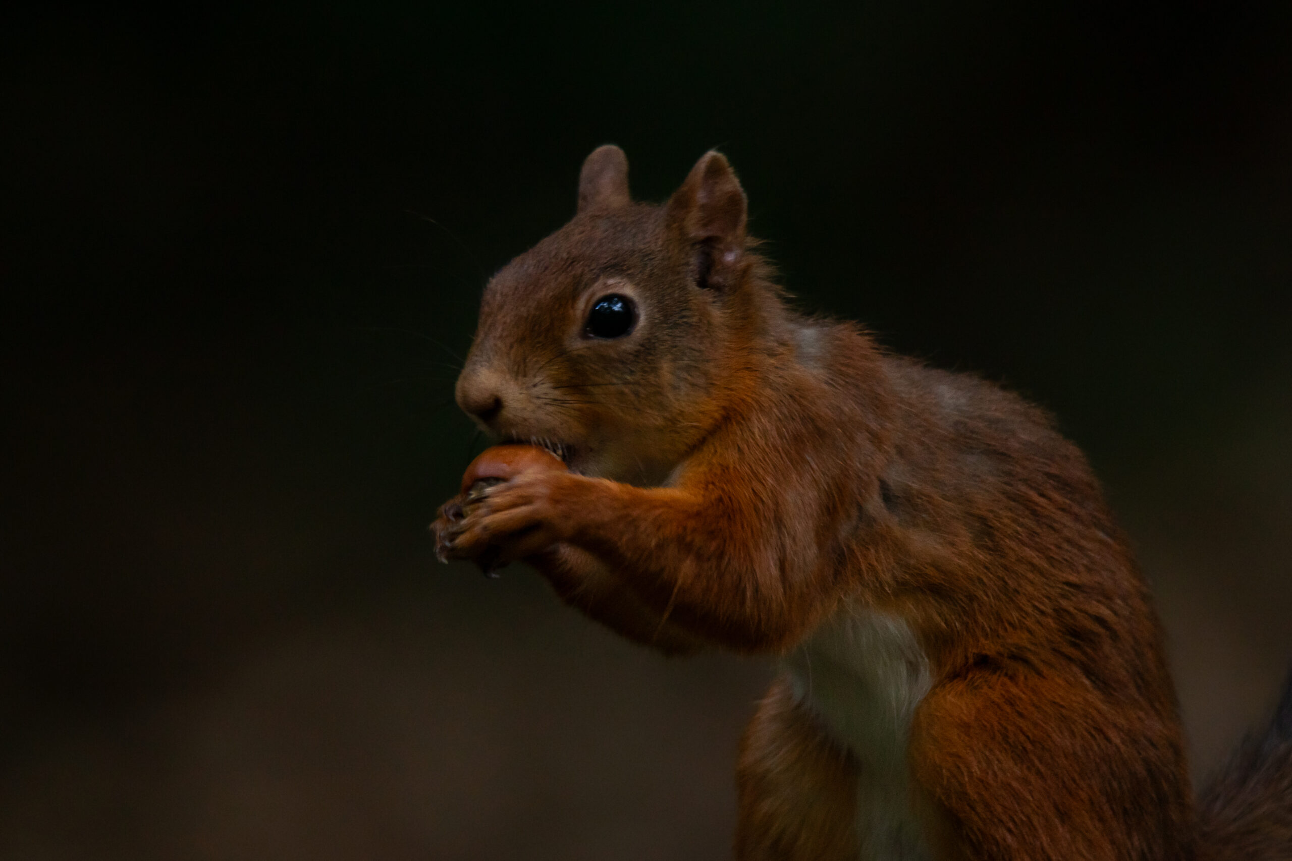 Wildlife - Jamie Dodd Photography